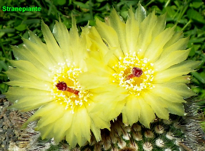 Parodia scopa ssp. marchesii