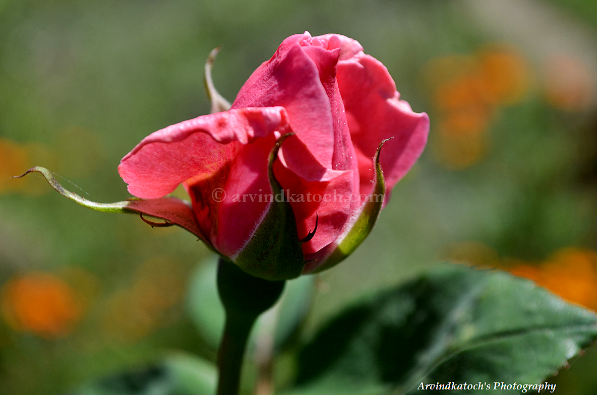 HD Picture of an Extremely Beautiful Pink Rose Bud