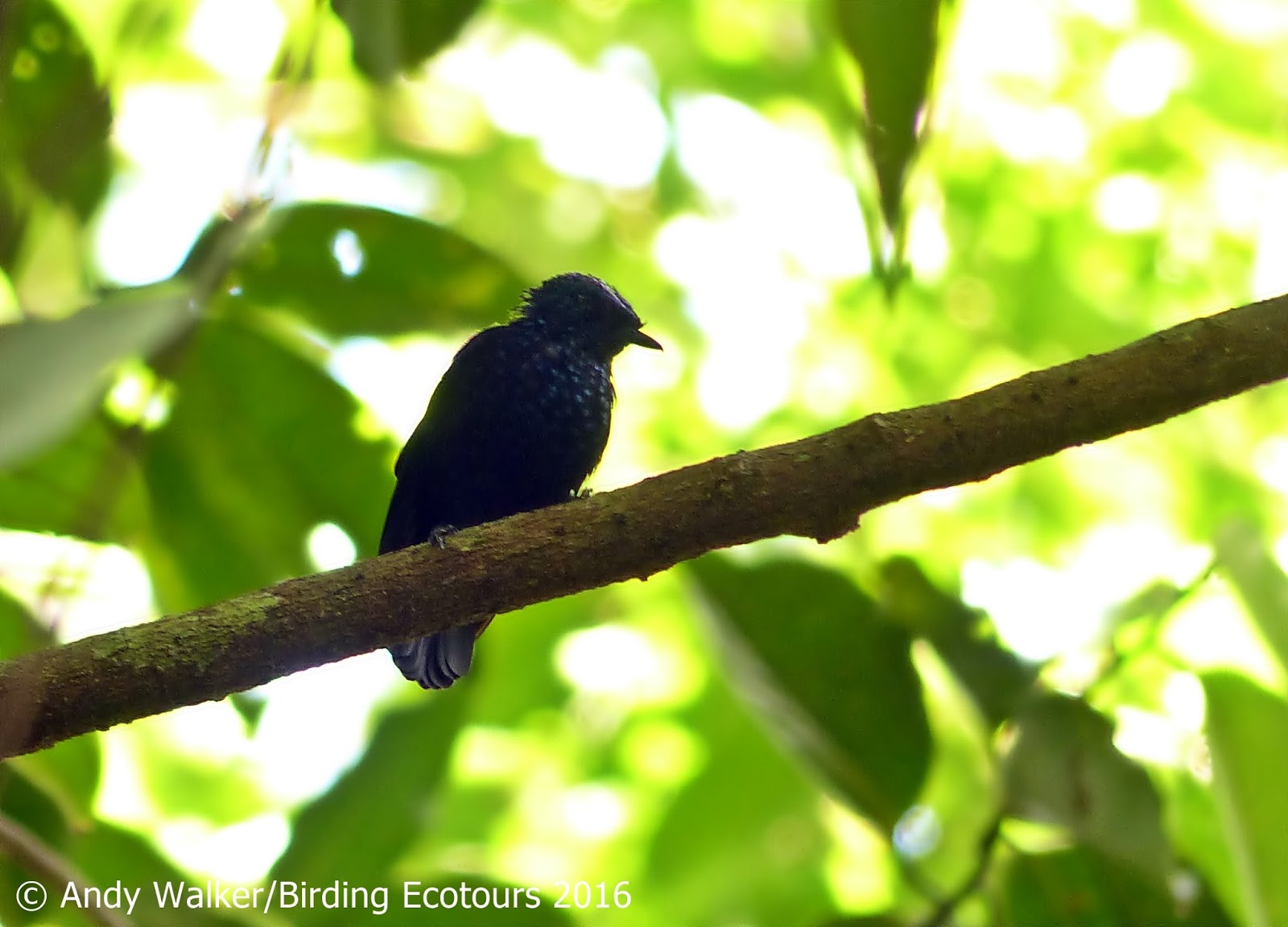 A.W.Birder: Always on the lookout for fine birds...: Fiji Birds