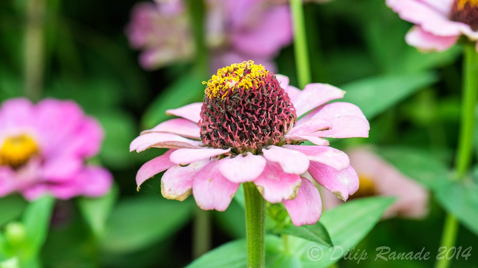 TheThirdEye: 10 tips for Photographing Flowers