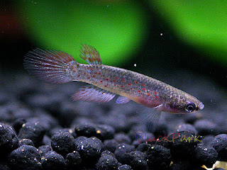 小黑的店-精緻的極限!!!: Rivulus ornatus 歐那提彩虹鱂&Procatopus similis黃背女王鱂