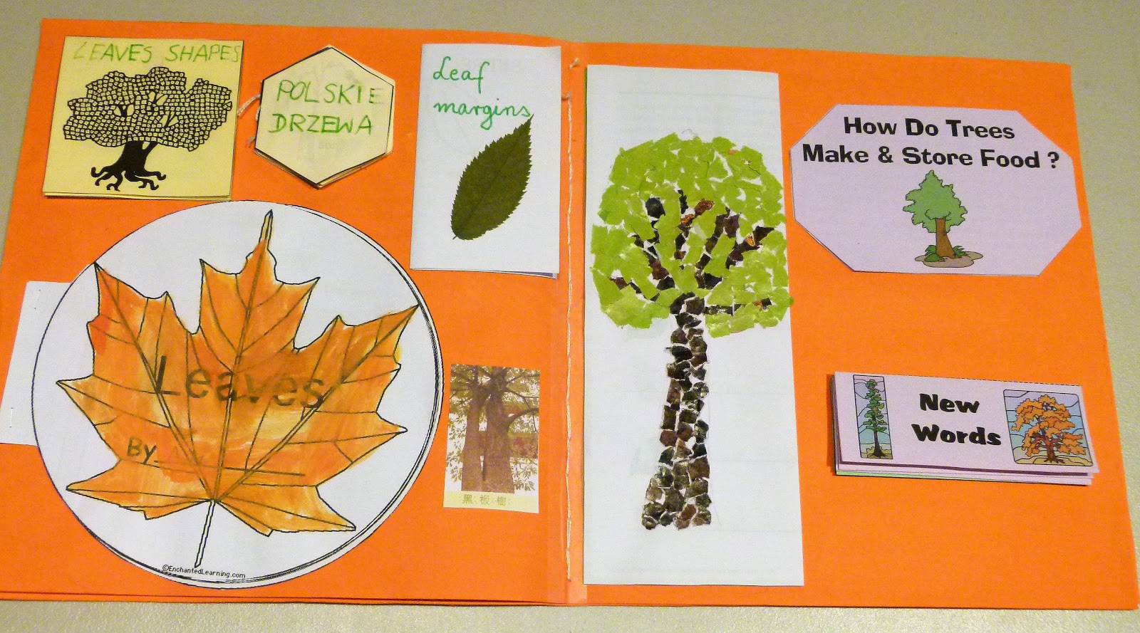 Lapbook: Trees - Drzewa