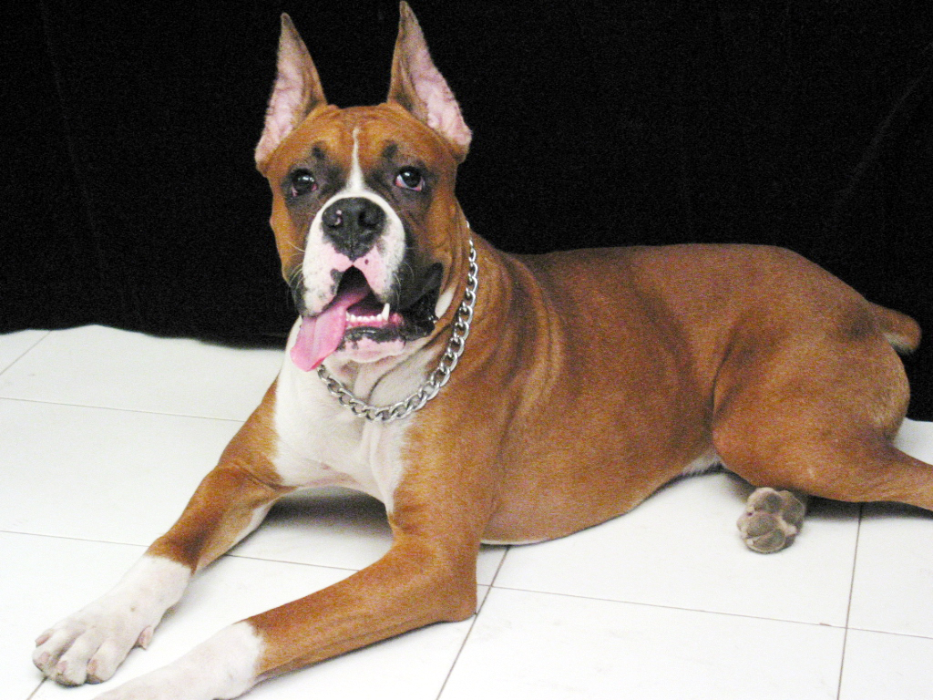 Cachorro boxer bebé - Imagui