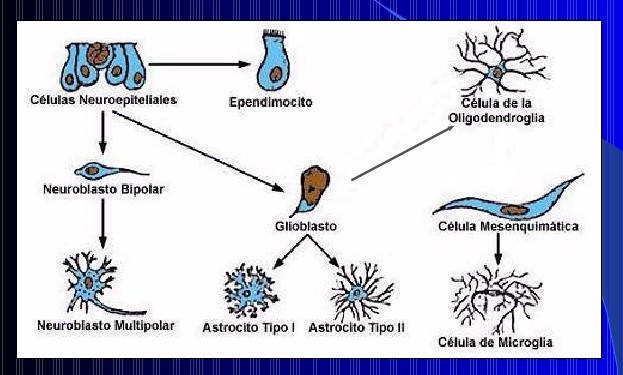 ¡Histoembriologia!: Sistema Nervioso