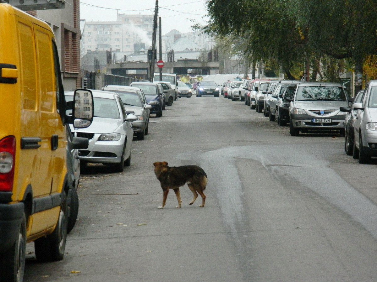 LA MULTI ANI, ROMANIA!: Caine vagabond pe strada Samuil Vulcan