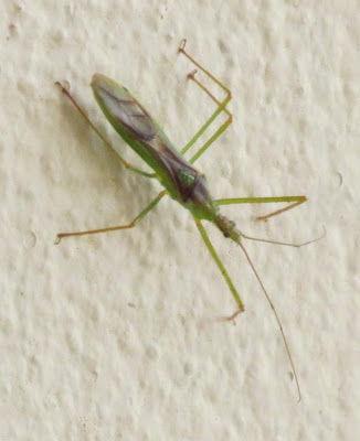 Foto Blog Puerto Rico: Fotos de Insectos en Puerto Rico