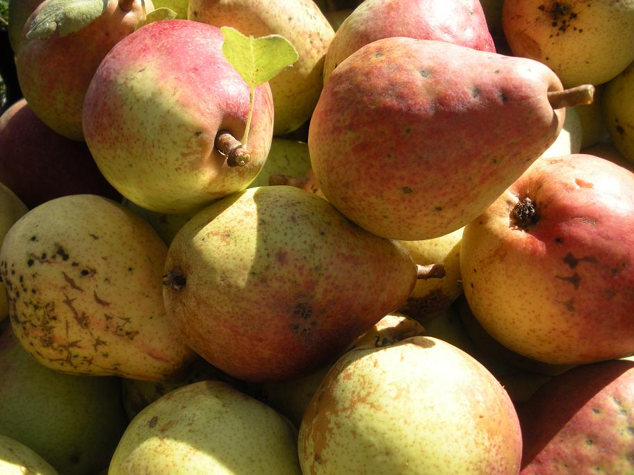 The Barnyard: Pears