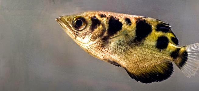 ARCHER FISH photos - wallpapers | the fun bank