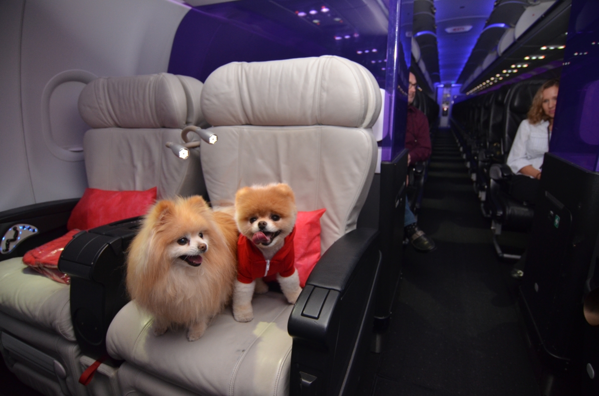 World's Cutest Dog Becomes Airline Ambassador | BOLD and UNUSUAL DOG ...