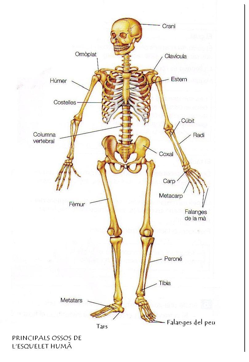 EL BLOG DE LES CIENCIES: NATURALS: anatomia de l'esquelet humà i els ...