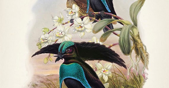 AVECILLA DEL PARAÍSO