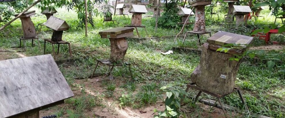 Ngobu Klanceng: Mengenal Lebah Madu Klanceng Trigona