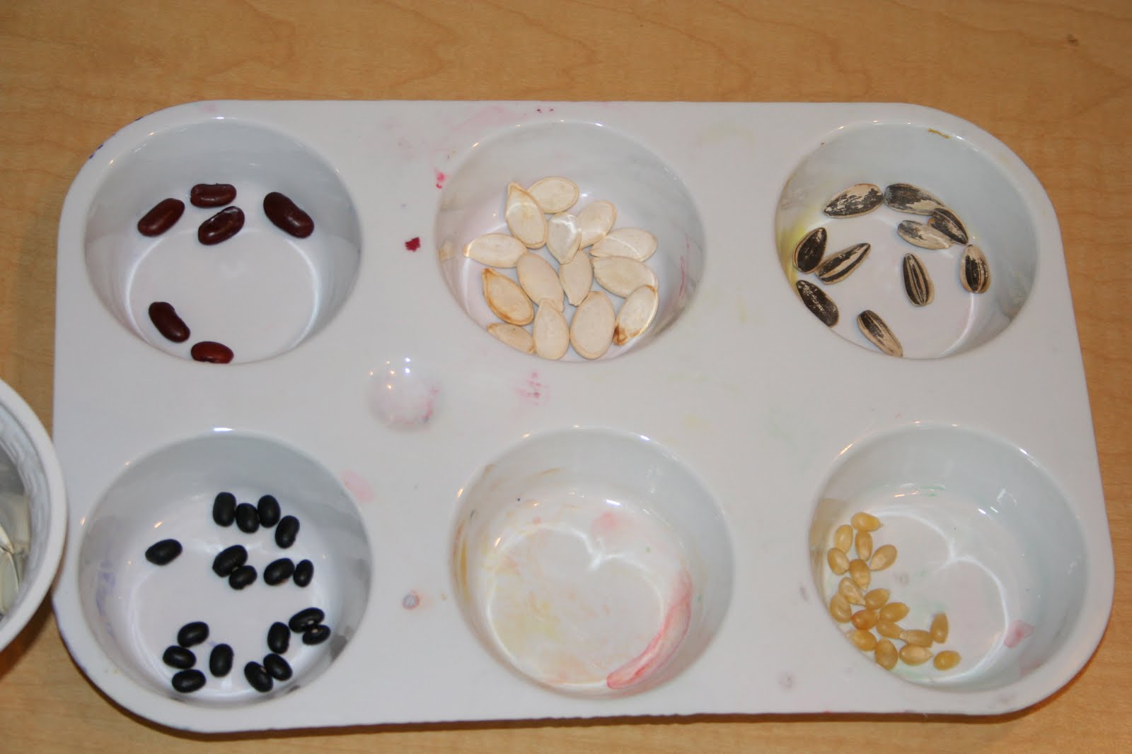 MeadowlarkSchool: Seed Sorting