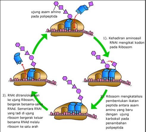 Proses Sintesis Protein Fase Translasi ~ Muhammad Bahrul Ulum