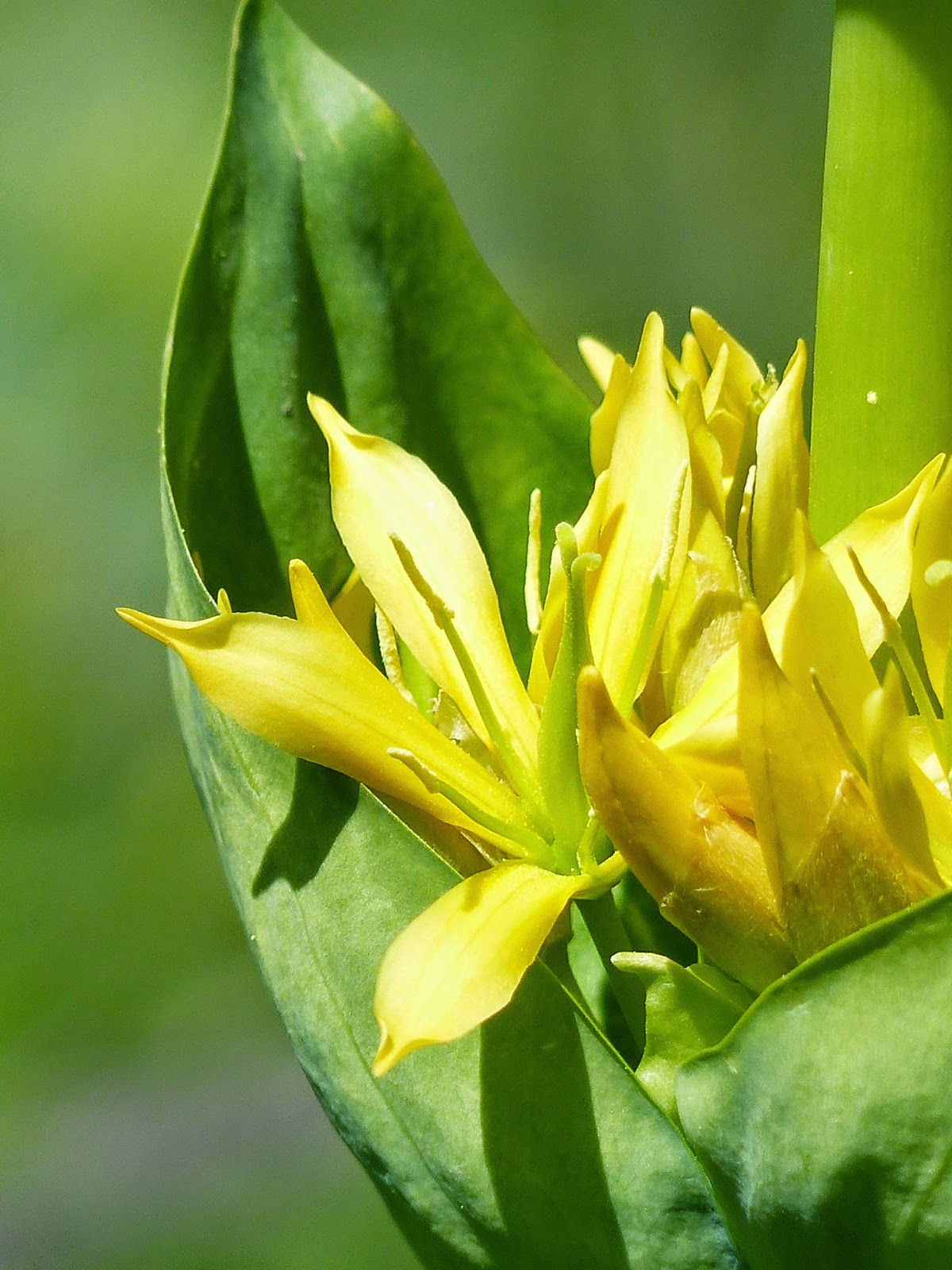 Gentiana lutea | Wild flowers of Europe by Anita Beijer