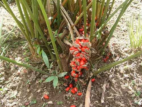 El Jardín de Judith: CARDAMOMO," EL GRANO DEL PARAÍSO", DE INNUMERABLES ...