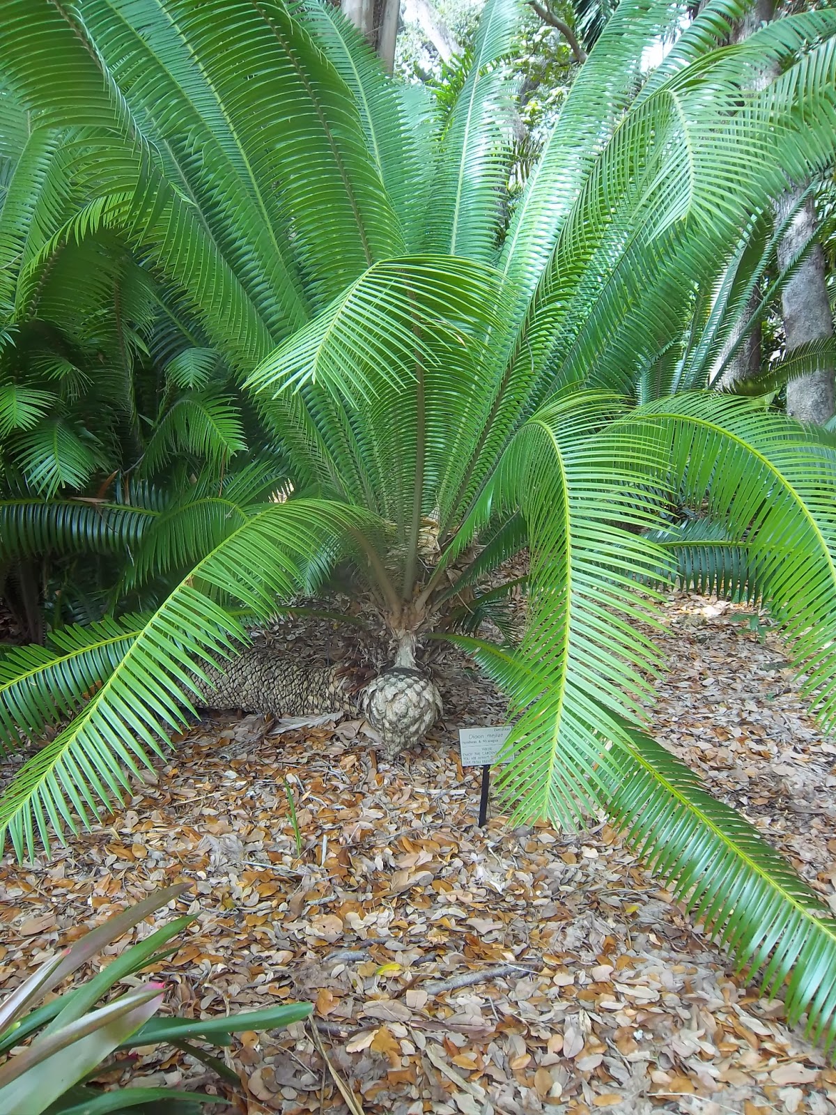 Tree Fern Prices South Africa at Norma Plouffe blog