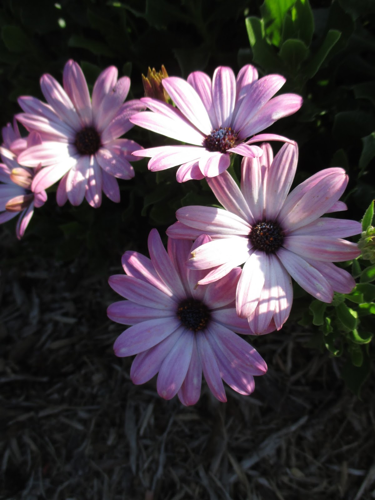 African Daisies (Osteospermum) - Rotary Botanical Gardens