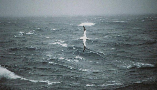 Blog do AXEL GRAEL: Malandro é o albatroz - os segredos do voo deste ...