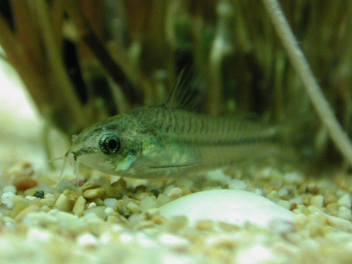 Nature Lover: Pygmy Catfish
