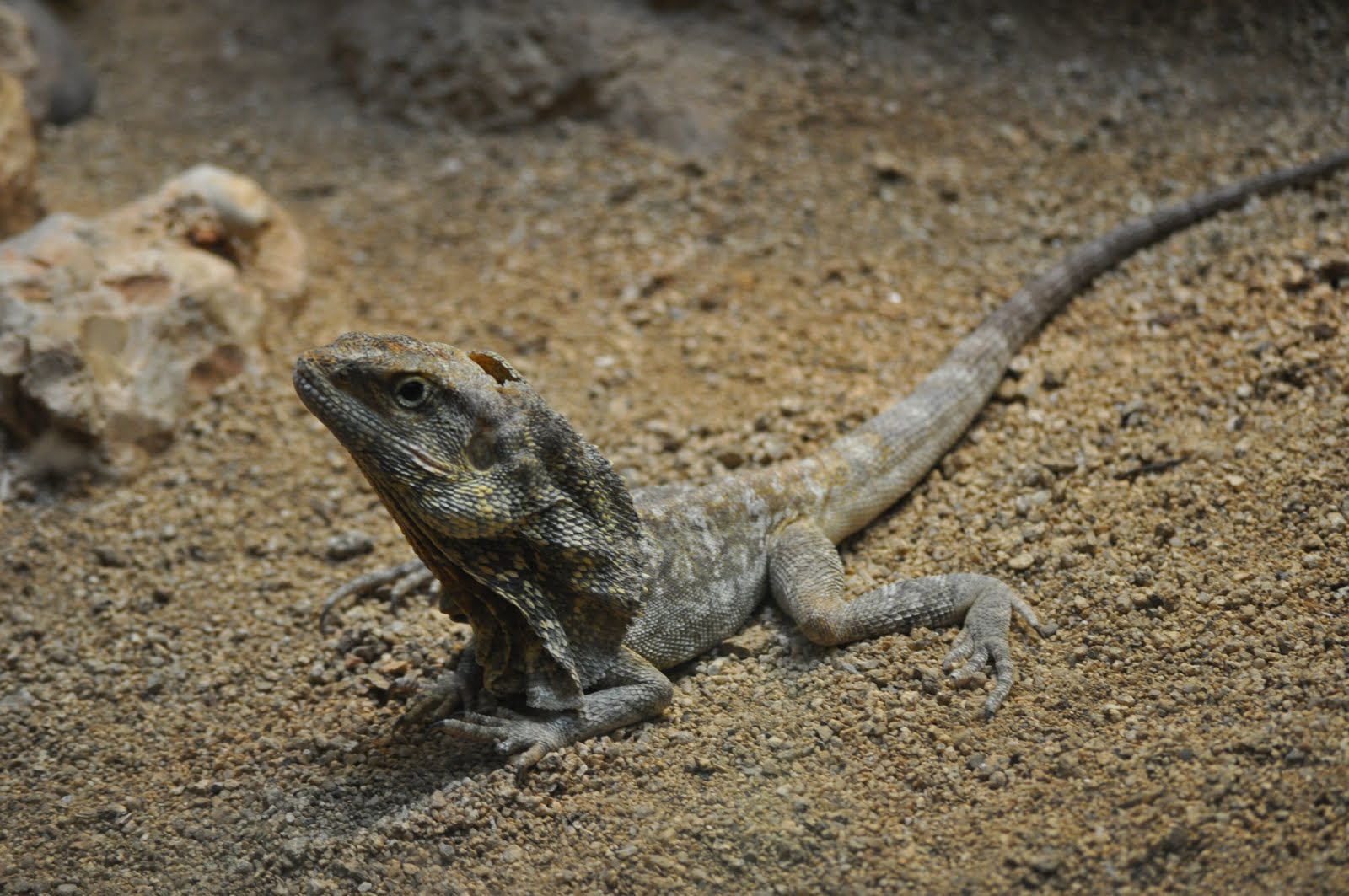 ZOOTOGRAFIANDO (MI COLECCIÓN DE FOTOS DE ANIMALES): CLAMIDOSAURIO DE ...