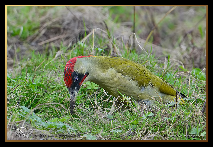 WILDLIFE GATEWAY: Pic vert ou Pivert