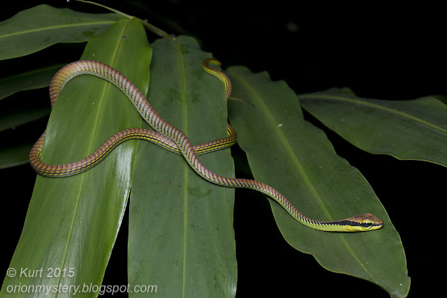 Ular Asli Indonesia: Ular Tali (Dendrelaphis formosus)
