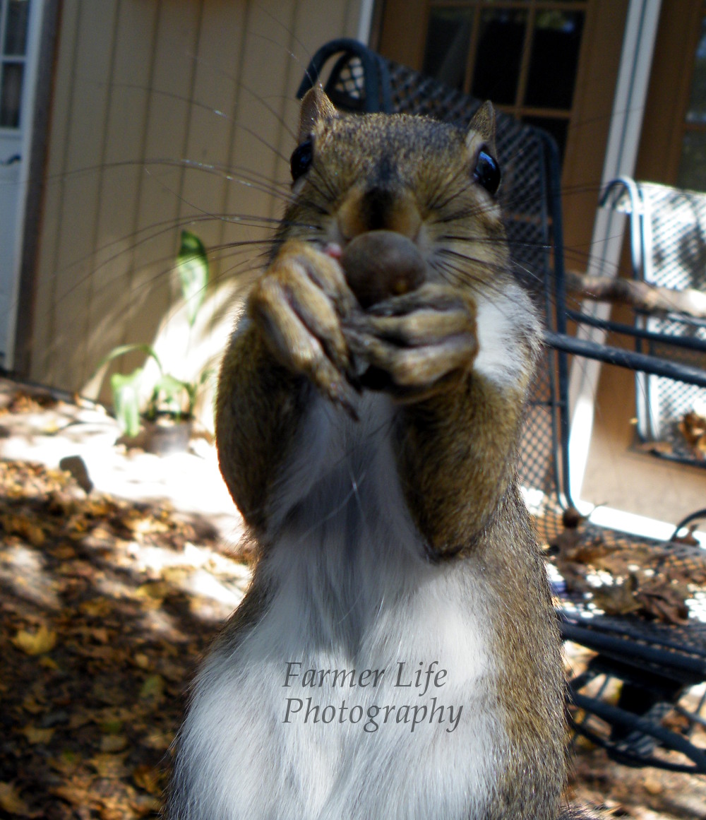 Living A Farmer's Life: Squirrel Spam 2!