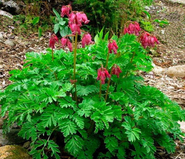 Alpine Garden Society Victorian Group: Dicentra. Bleeding Hearts.