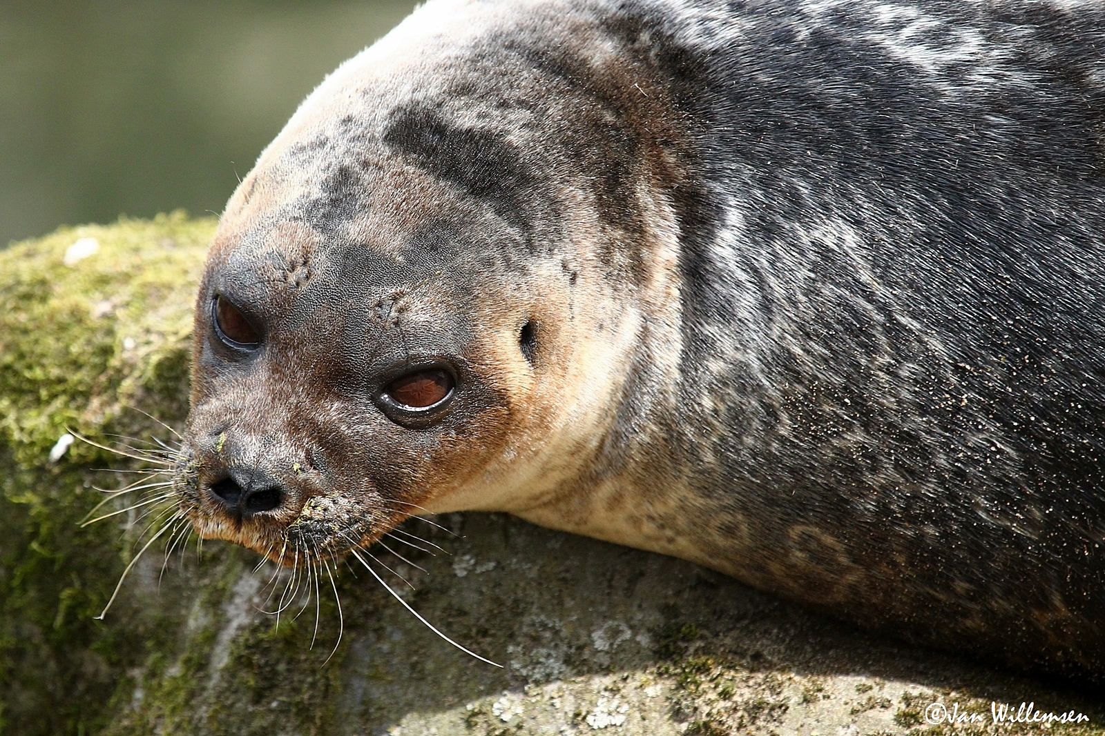 Jan Willemsen Fotografie: Burgers Zoo Arnhem