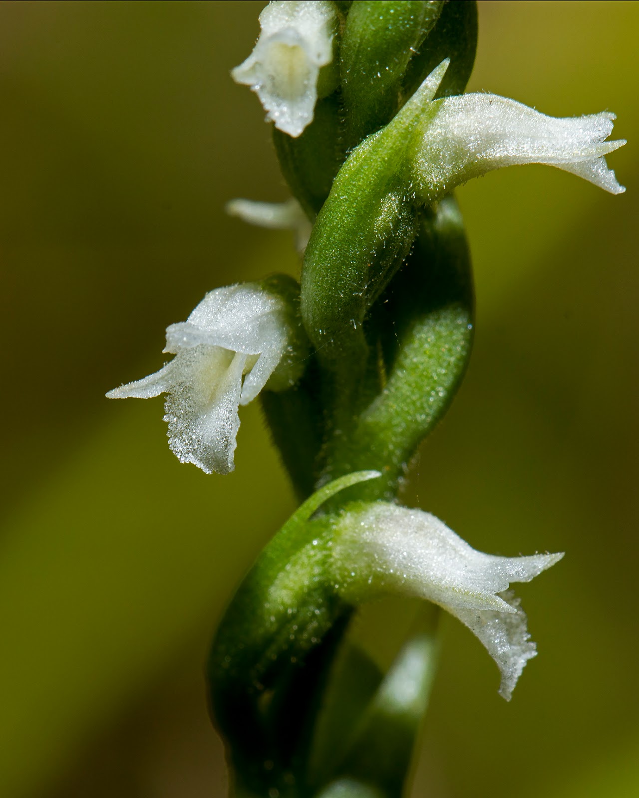 SPEED OF A PLANT: Wisconsin Orchids 2017