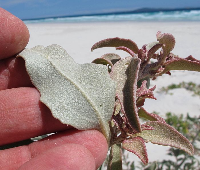 Esperance Wildflowers: Atriplex isatidea - Coast Saltbush