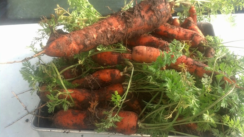 The Duchess Of Cansalot : Knee Deep In Cow Poop and Sliding Down Pee Falls