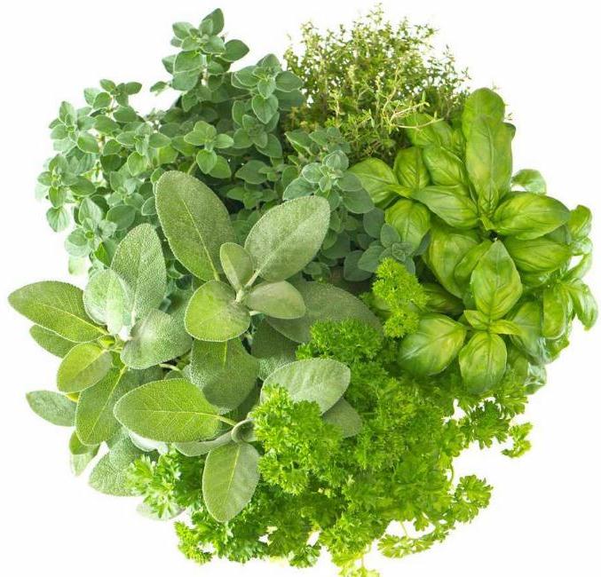 Basil Vitamin Health Benefits Contains Herb Recipes | HOW CAN DONE
