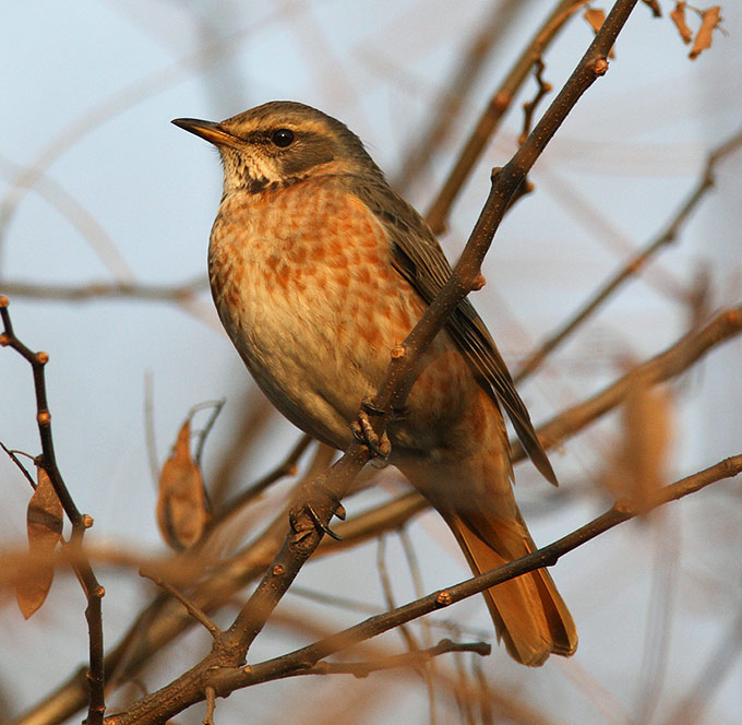 The Deskbound Birder: Vagrant Eastern Thrushes