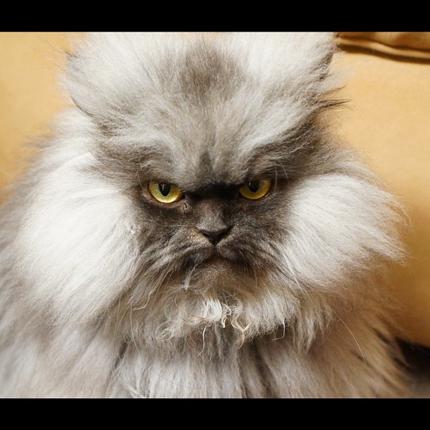 Gato ‘mal humorado’ faz sucesso no Facebook ~ Cumpadrez