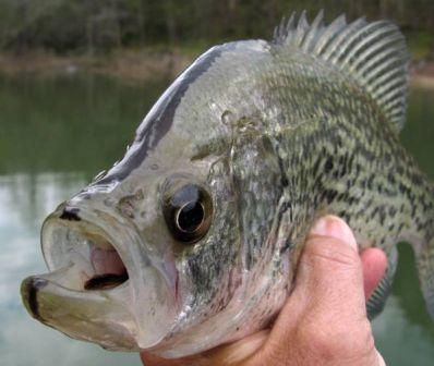 Crappie Fish (Calico Bass) ~ Fish Info and Picture