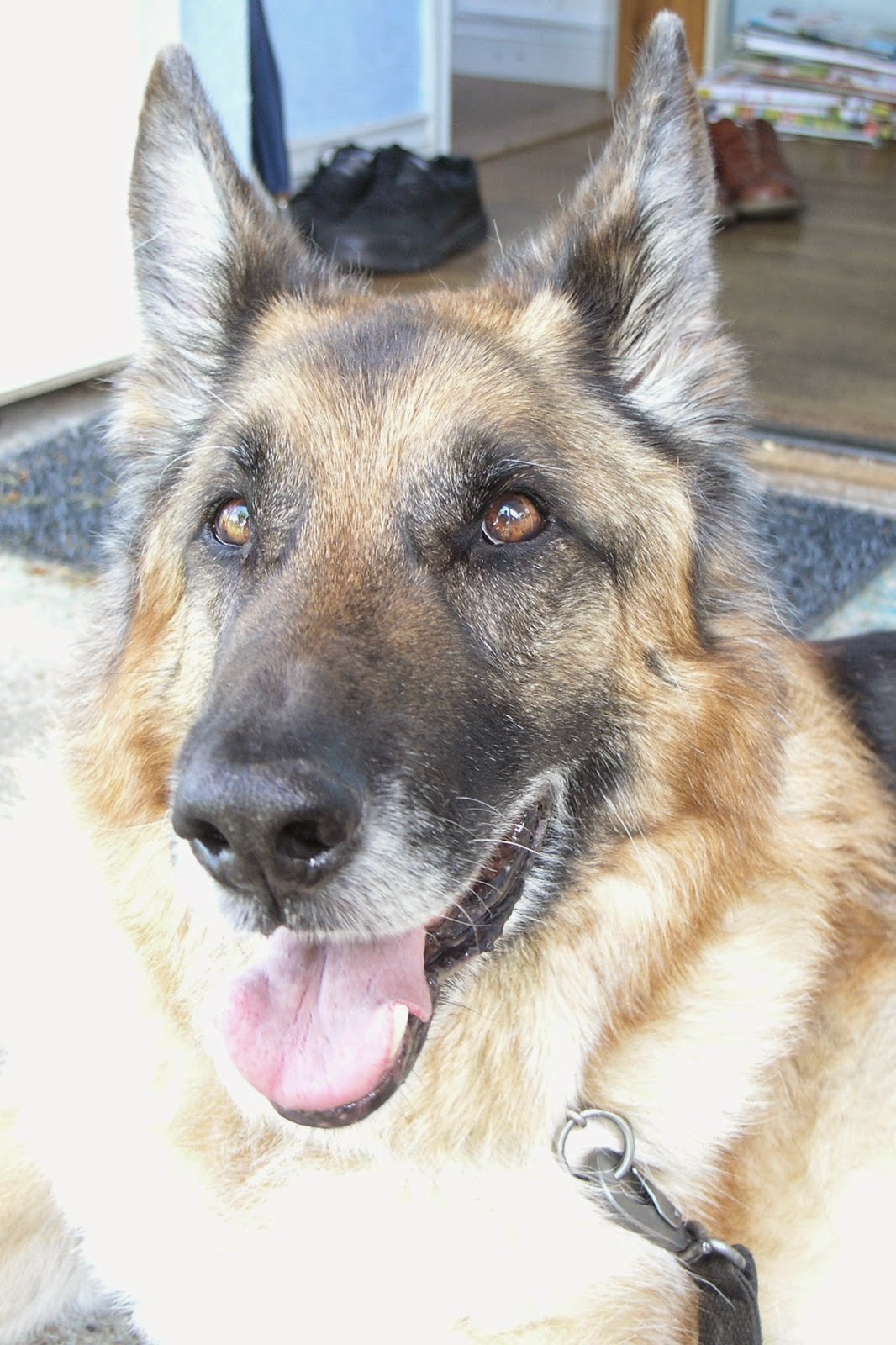 Dage med en schæfer