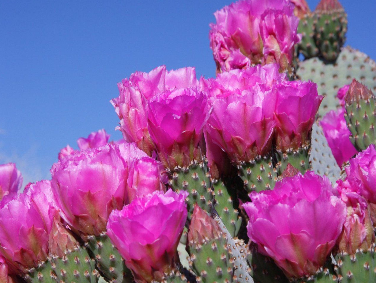 Cipactli Organización Ecológica y Sustentable : Germinación de ...