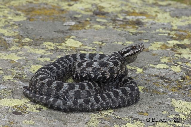 Photography of snakes