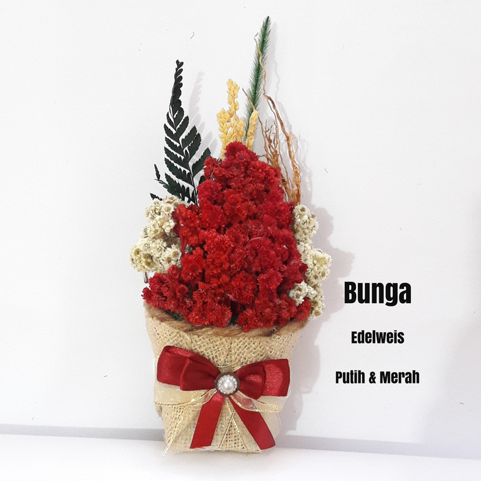 Bunga Edelweis Dalam Pot Kustom Desain - Bunga Edelweis Gift & Souvenir ...