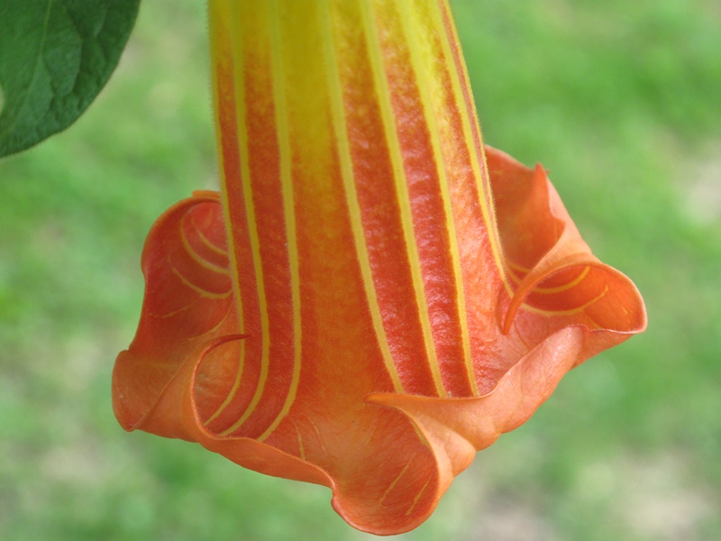 mariasimona en el jardín: Borrachero - Brugmansia sanguinea