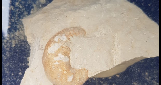 How Bashing Rocks for Fossils is safe for your kids - Lifestyle & DIY ...