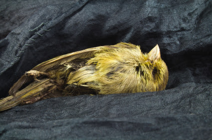 Ilmastorealismia: Kestääkö Alaskan kanarialintu korrelaatioita?