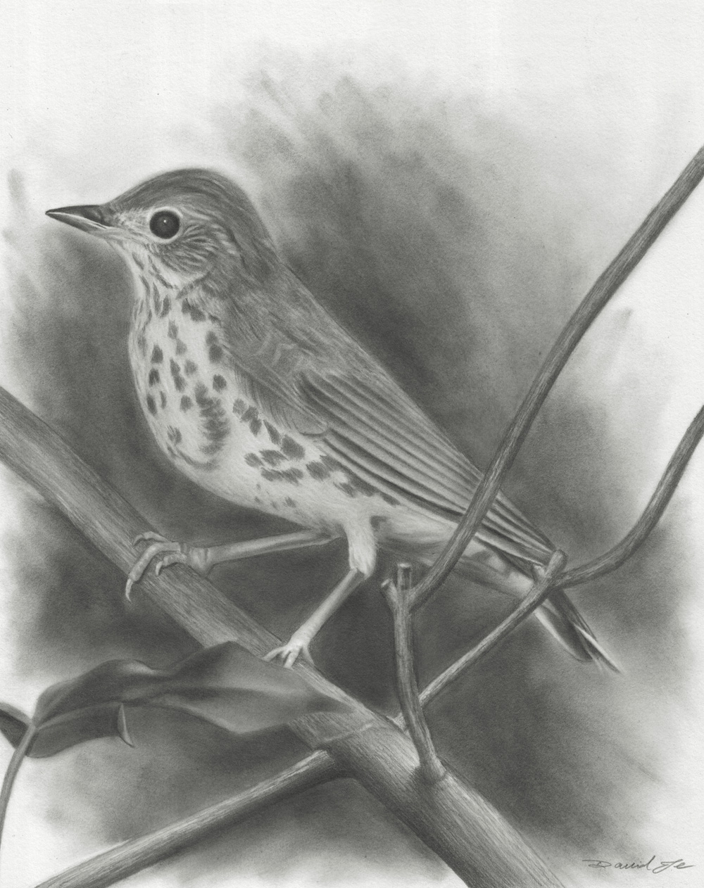 Pencil Drawings by David Te: Wood Thrush at Rest