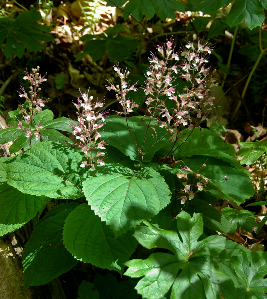 Sources of native plants