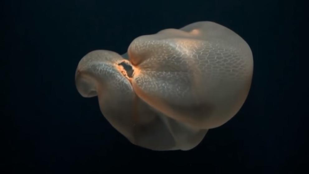 DePeru Blog: La medusa Deepstaria Enigmatica