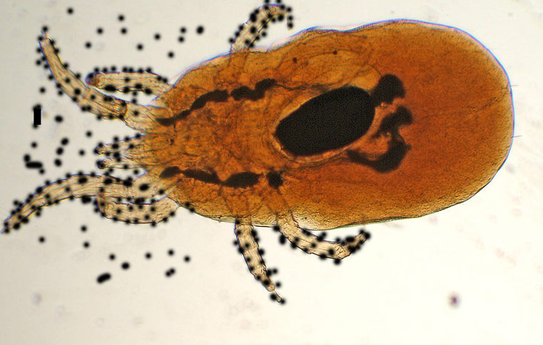 EL NATURALISTA: ACAROS ROJOS