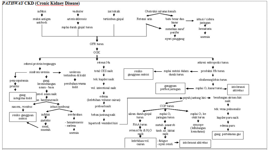 Q_nY cUtE: pathway ckd