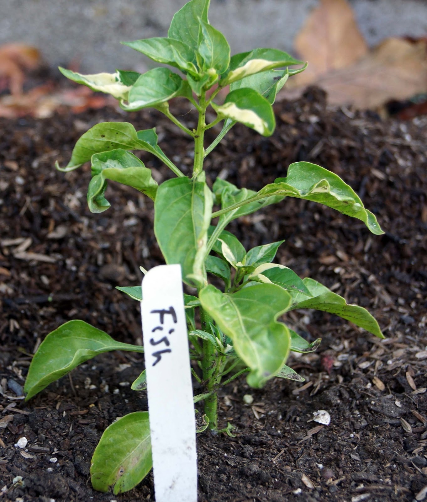 MAD MEAT GENIUS: FISH PEPPER